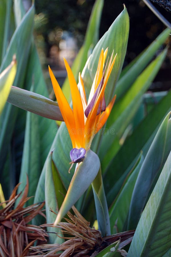 Bird Of Heaven Picture. Image: 762749