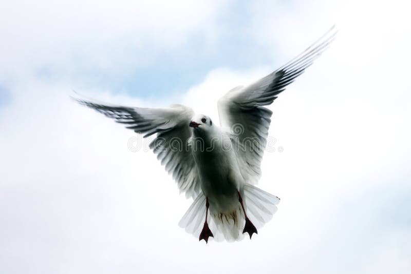Bird from heaven into sky stock image. Image of story - 25391819