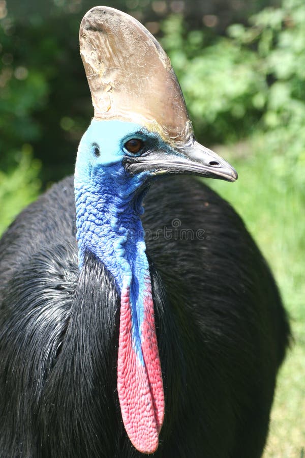 Bird, Helmet Kazuar stock photo. Image of australia, bird - 2225412