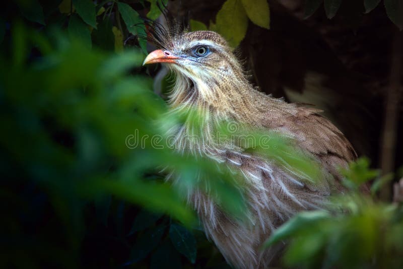 Bird hidden in a leaf stock photo. Image of hidden, bird - 222731012