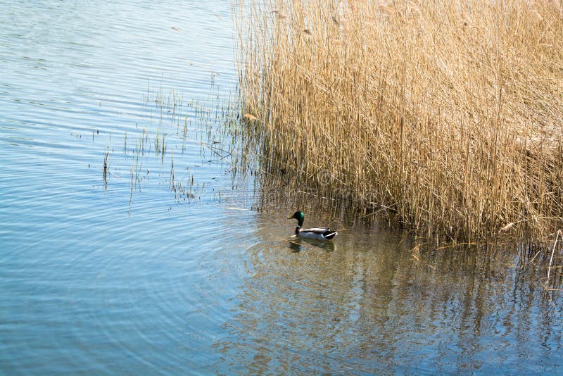 Bird Hide Area with Golden Reeds on Sunny Day Stock Image - Image of ...