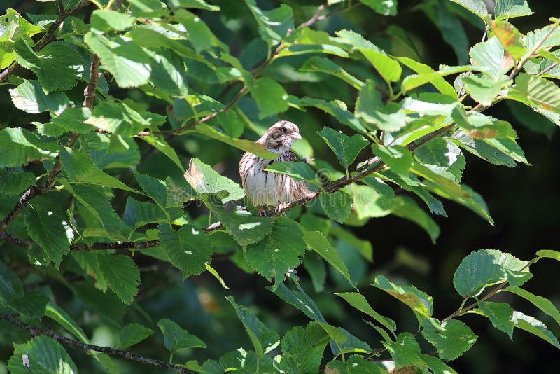Bird hiding in the bushee stock image. Image of busheds - 84606357