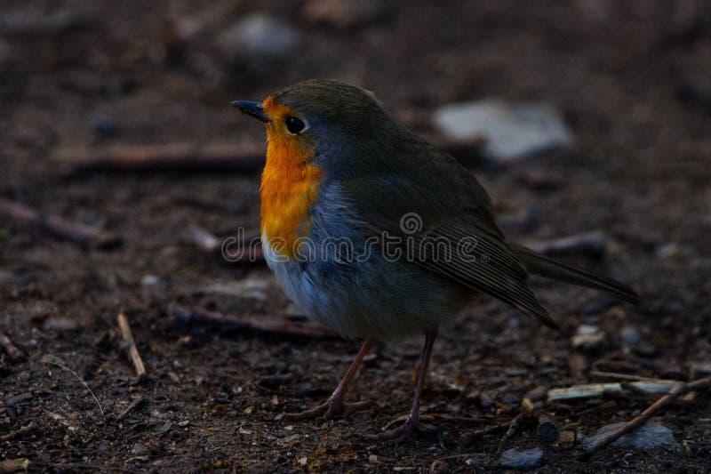 Bird standing on ground stock photo. Image of angle - 216867714