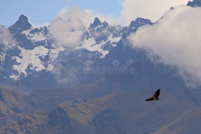 Bird in the High Mountains Andes Stock Photo - Image of patagonia ...