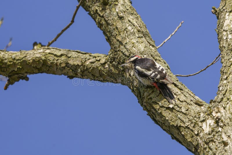 A Bird, High in a Tree, Clinging To the Tree Bark Stock Photo - Image ...