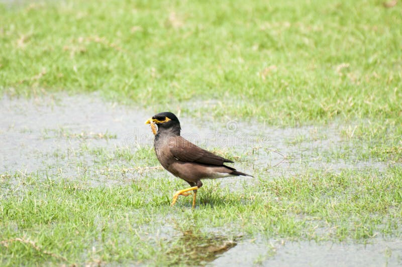 A Bird is Holding Insects in the Beak Stock Photo - Image of ...