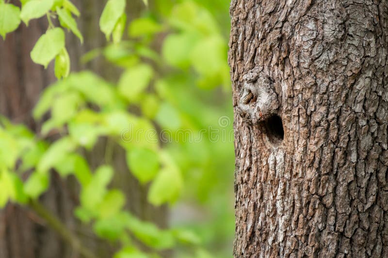 A Bird Hole in a Tree Trunk, a Natural Shelter for Birds in the Park ...