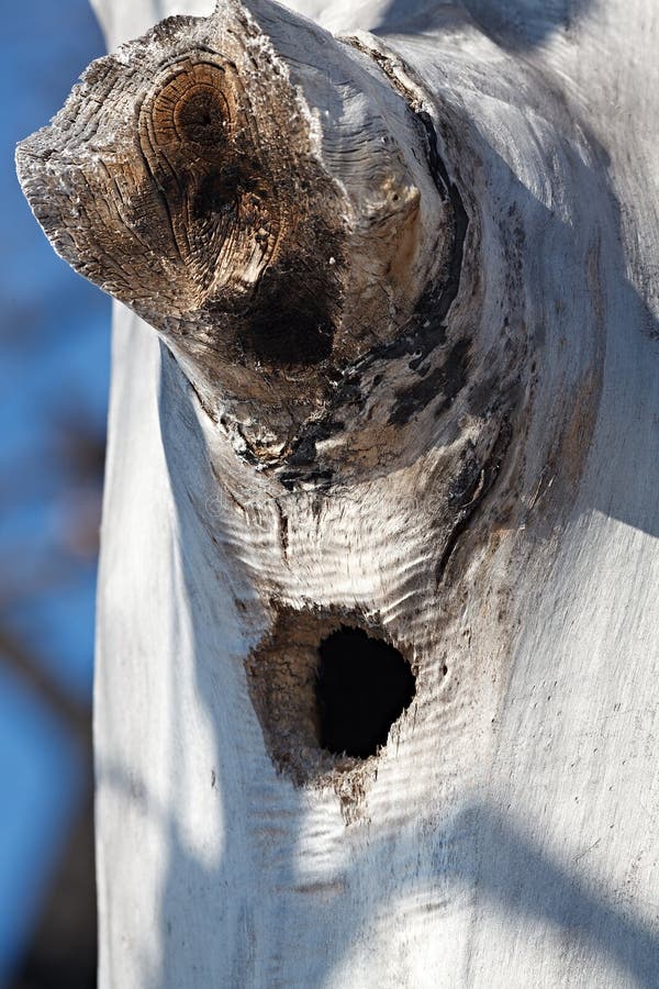 Owl Tree Hollow Stock Photos - Download 441 Royalty Free Photos