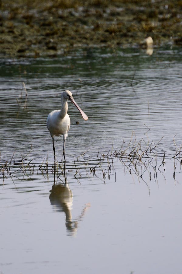 Bird Hong Kong stock image. Image of wetland, animal - 239988007