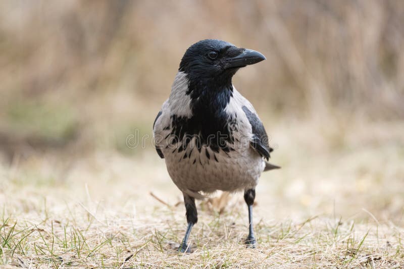 Bird Hooded Crow Corvus Cornix in the Wild Stock Image - Image of ...