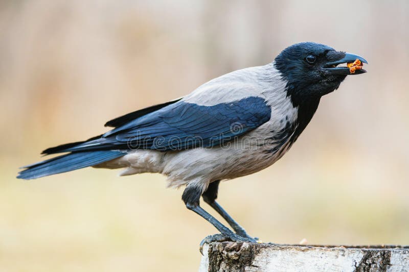 Bird Hooded Crow Corvus Cornix in the Wild Stock Image - Image of ...