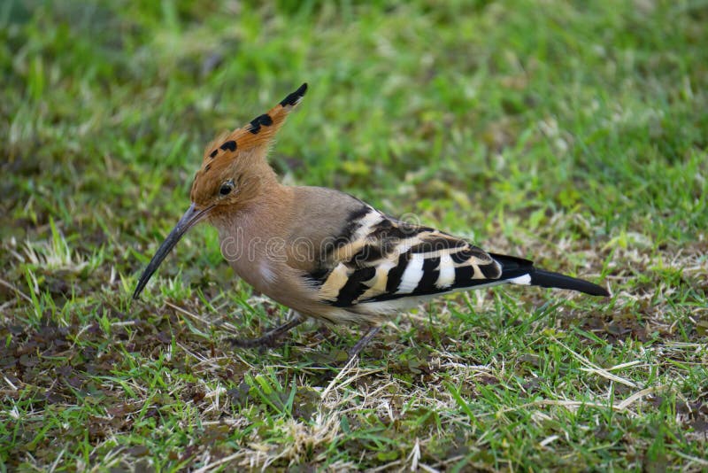 A bird hoopoe on the grass stock photo. Image of sparrow - 264098274
