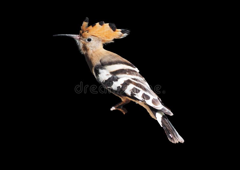 Bird Hoopoe Isolated at Black Stock Photo - Image of common, epops ...