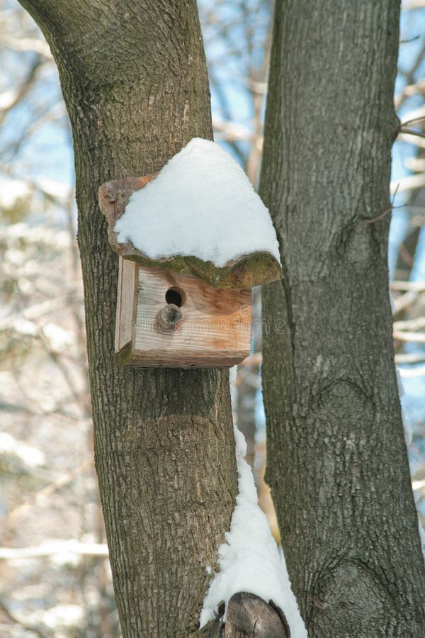 Bird House. Booth Breeding on Tree Stock Photo - Image of nature, eggs ...