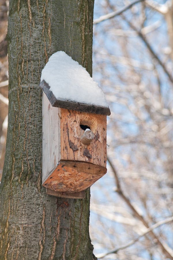 Bird House. Booth Breeding on Tree Stock Image - Image of hatching ...