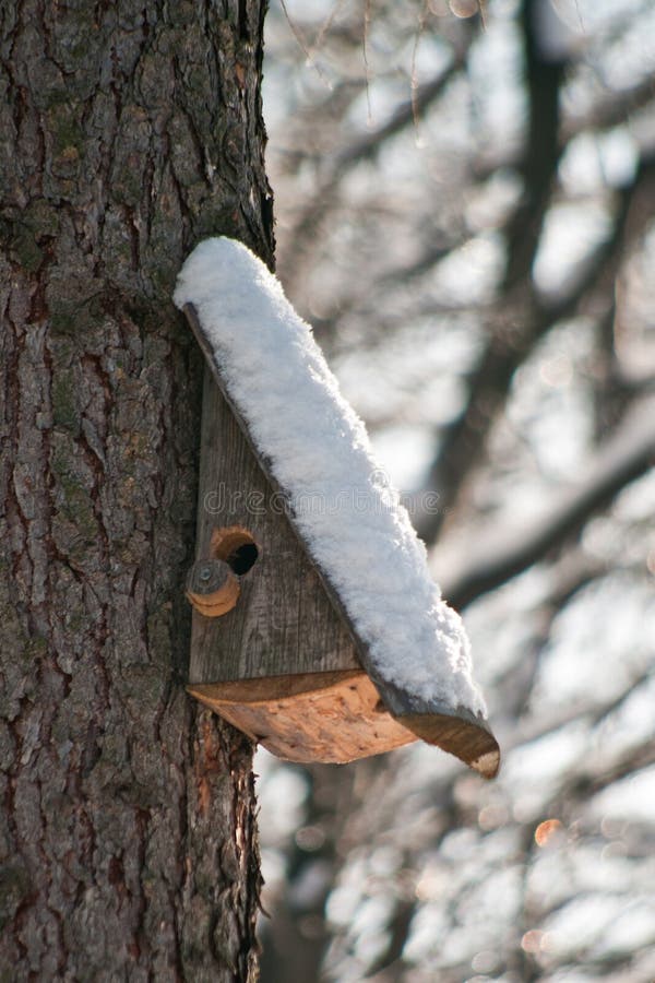 Bird House. Booth Breeding on Tree Stock Image - Image of predator ...