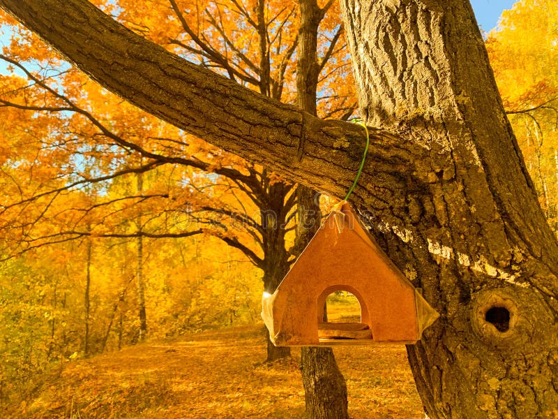 Bird house on a branch stock image. Image of season - 240711857