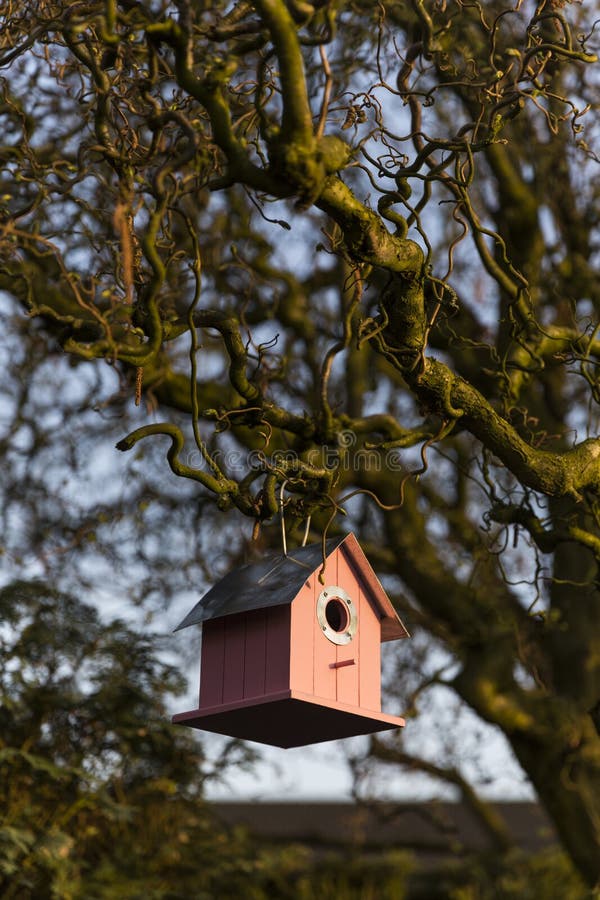 Bird House Hanging in Tree with Afternoon Light Stock Photo - Image of ...