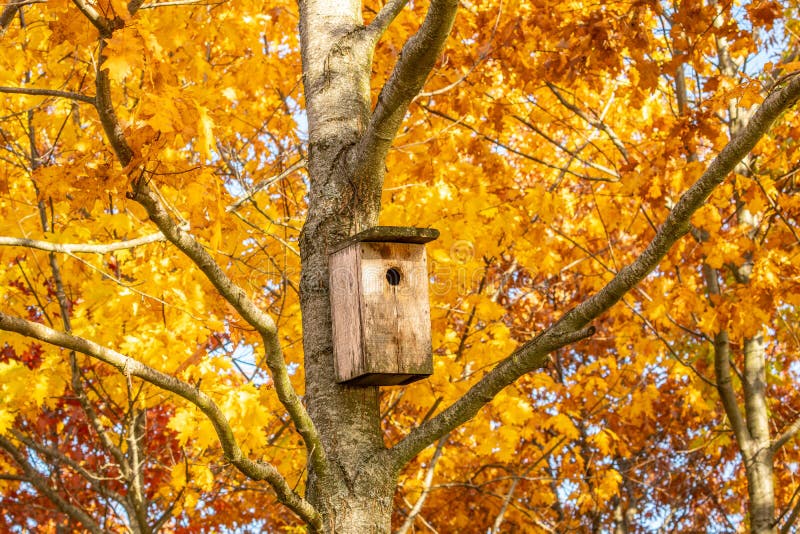 Bird House on the Maple Tree Stock Image - Image of wild, season: 161270795