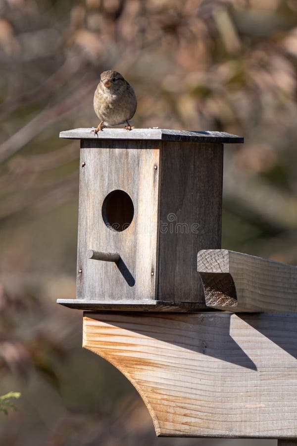 Bird House Has Been Mounted on a Post and is Waiting for Visitors Stock ...