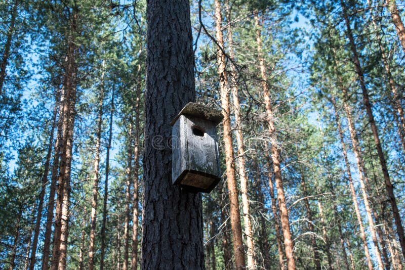 638 Cot Tree Stock Photos - Free & Royalty-Free Stock Photos from ...