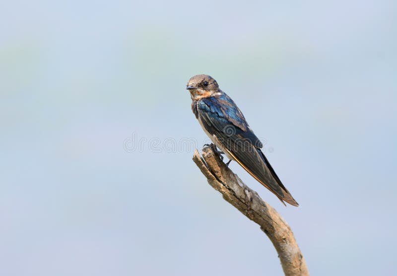 Bird (House Swift) , Thailand Stock Image - Image of pricker, orange ...