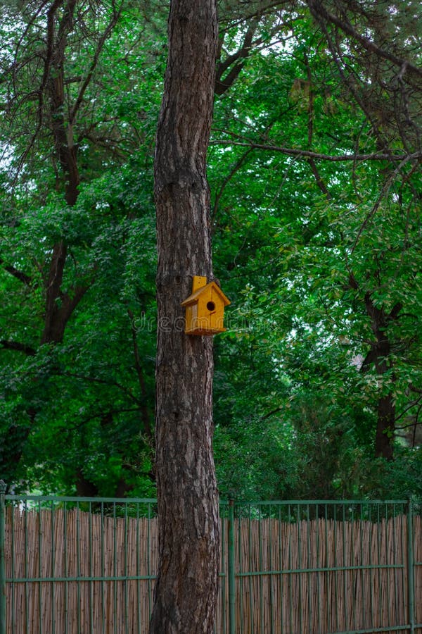 Bird house on a tree stock image. Image of tree, birdhouse - 250214325