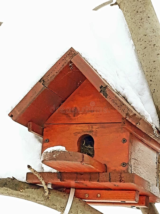 Bird house stock photo. Image of bird, house, protection - 167981952
