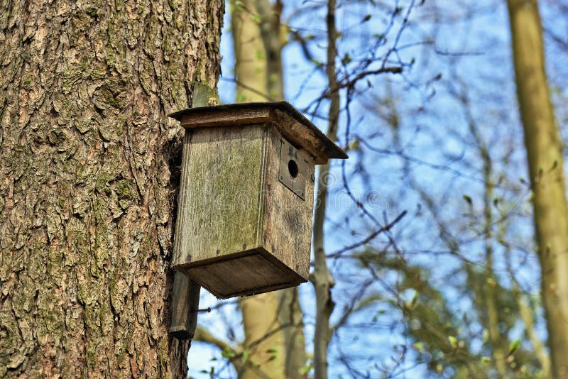 Bird house in tree stock image. Image of tree, family - 70076359