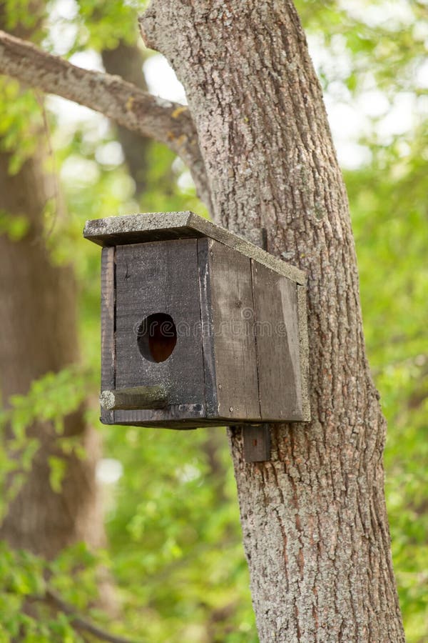 Bird house on the tree stock photo. Image of natural - 82911212