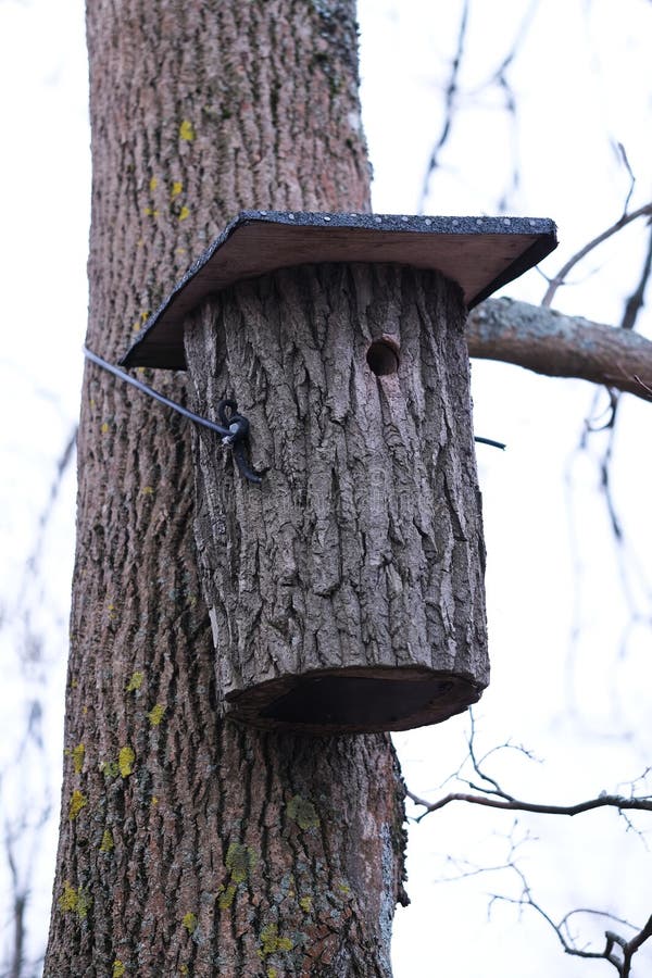 Bird House stock image. Image of trunk, roof, bird, season - 360580343