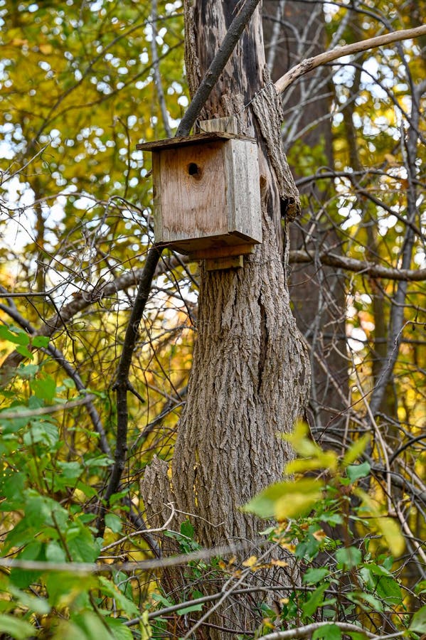 Bird House on Tree Trunk in Forest Stock Photo - Image of birdhouse ...