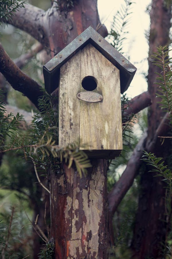 Bird house on a tree stock photo. Image of nest, nature - 66454006
