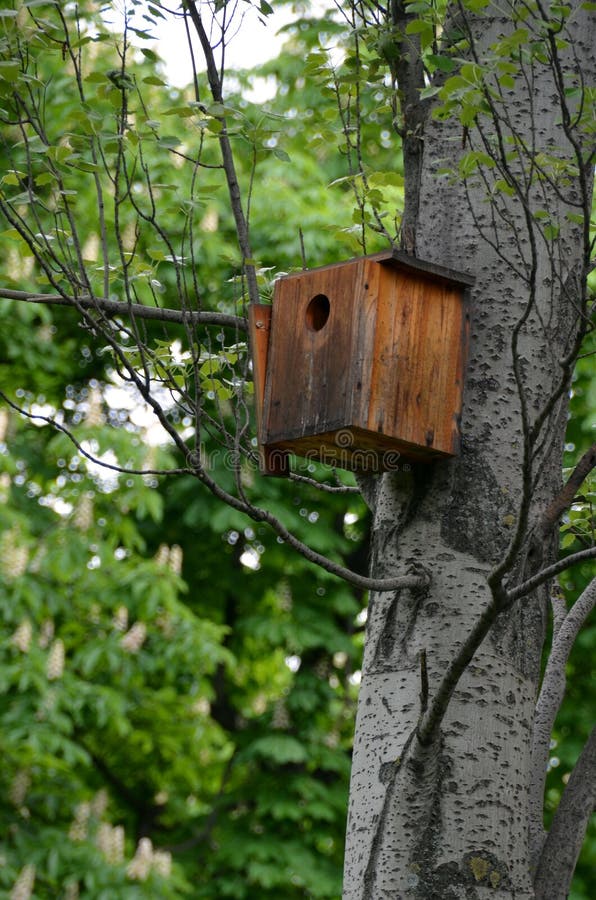 Bird house on tree stock image. Image of tree, trunk - 71803557