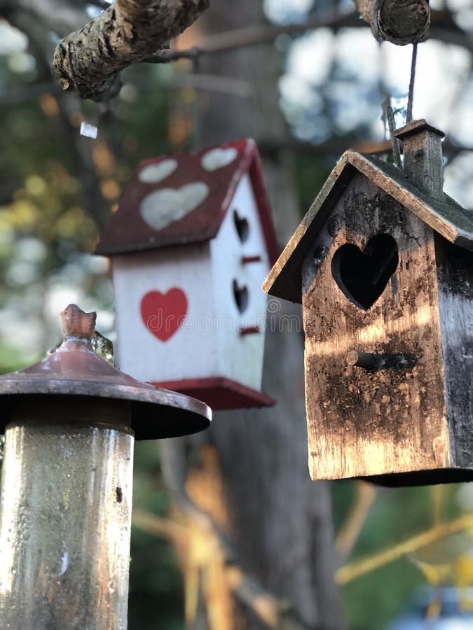 Bird houses stock photo. Image of hanging, pretty, trees - 191647148