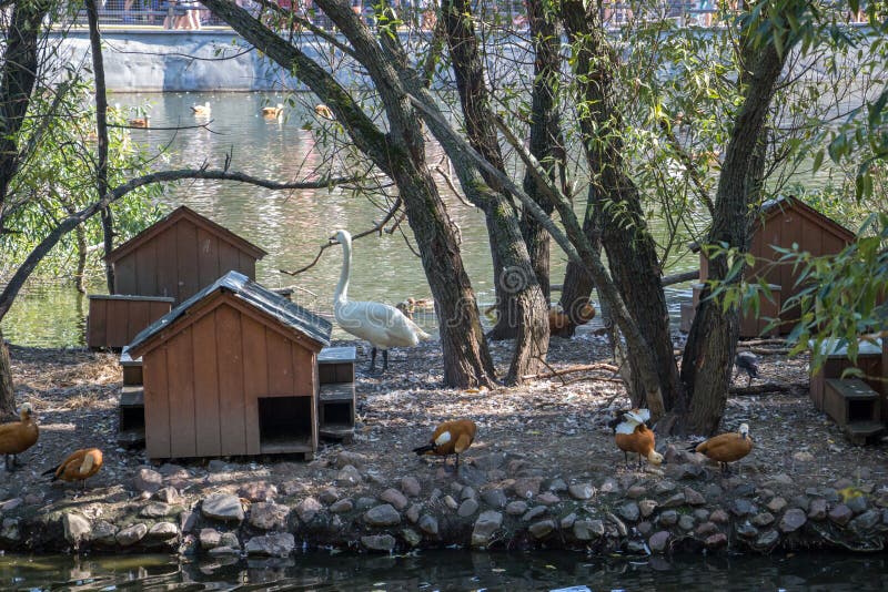 Bird Houses on an Islet in Zoo Stock Photo - Image of roof, feather ...
