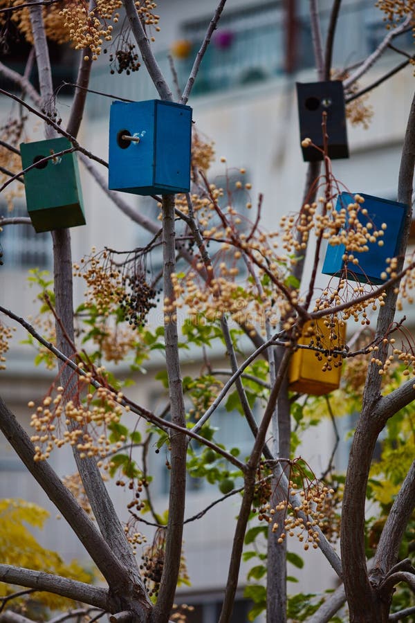 Bird houses on the trees stock image. Image of birdhouse - 89924865