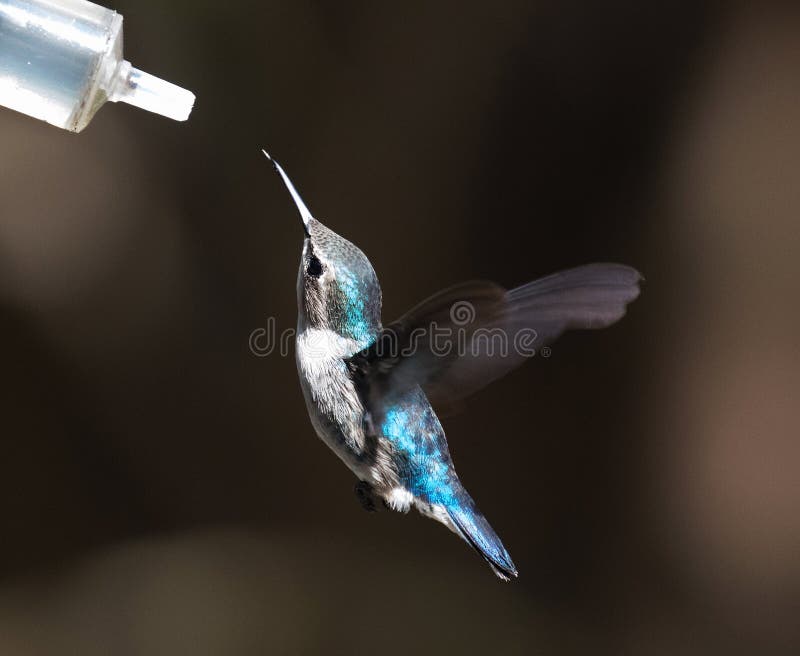 Bird, Hummingbird, Fauna, Beak Stock Photo - Image of organism, fauna ...