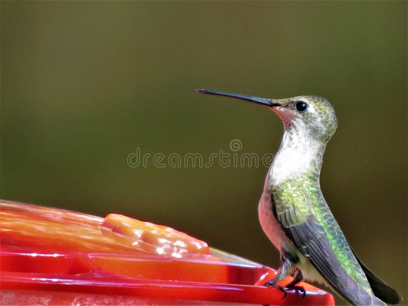 Bird, Hummingbird, Fauna, Beak Picture. Image: 121934232