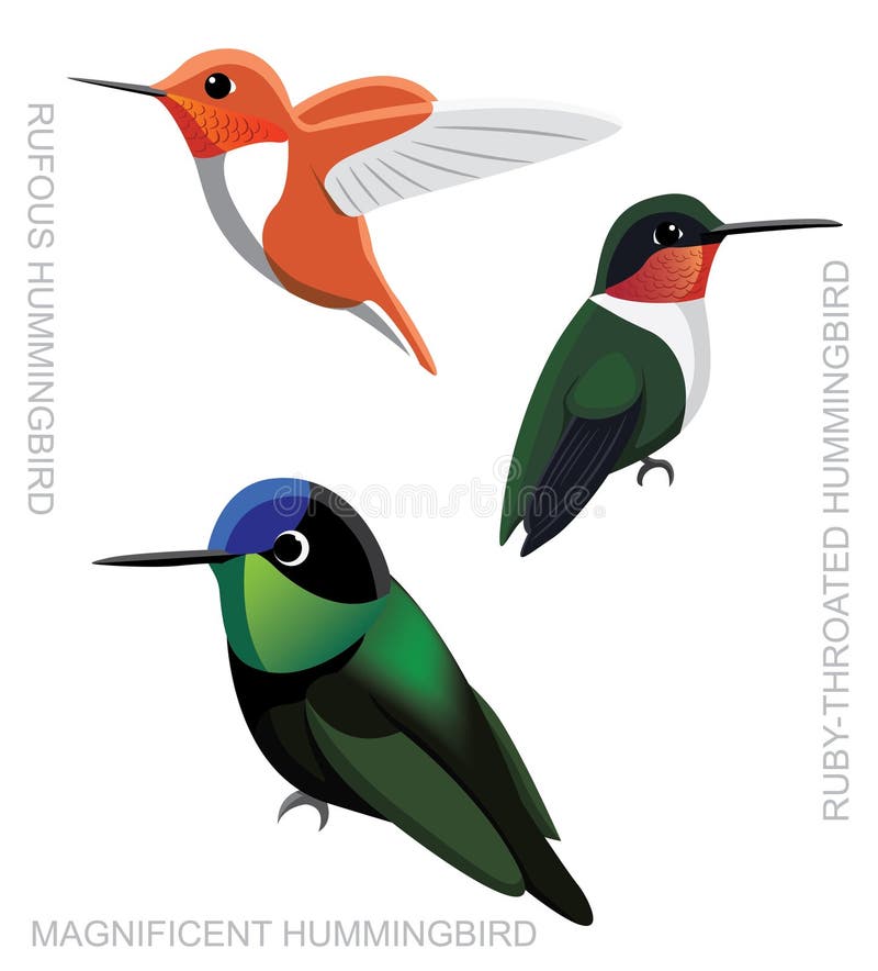 Bird Hummingbird Set Cartoon Vector Illustration Stock Vector ...