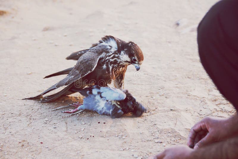 Bird Hunter II stock image. Image of guard, hunter, mammal - 1936843