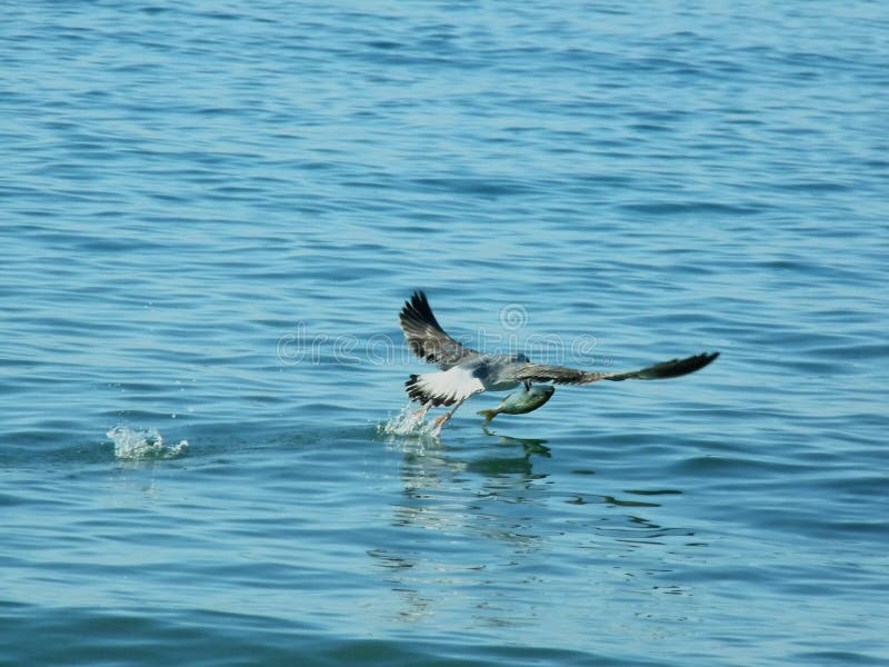 Bird Hunting For Fish In Sea Stock Image - Image of rippled, calm: 25828633