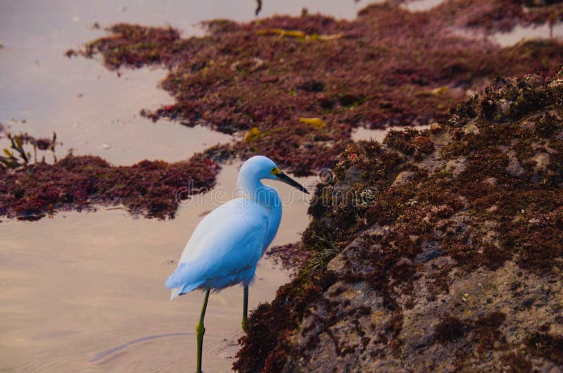 Bird Hunting for Food at the Beach Stock Image - Image of wetland, duck ...