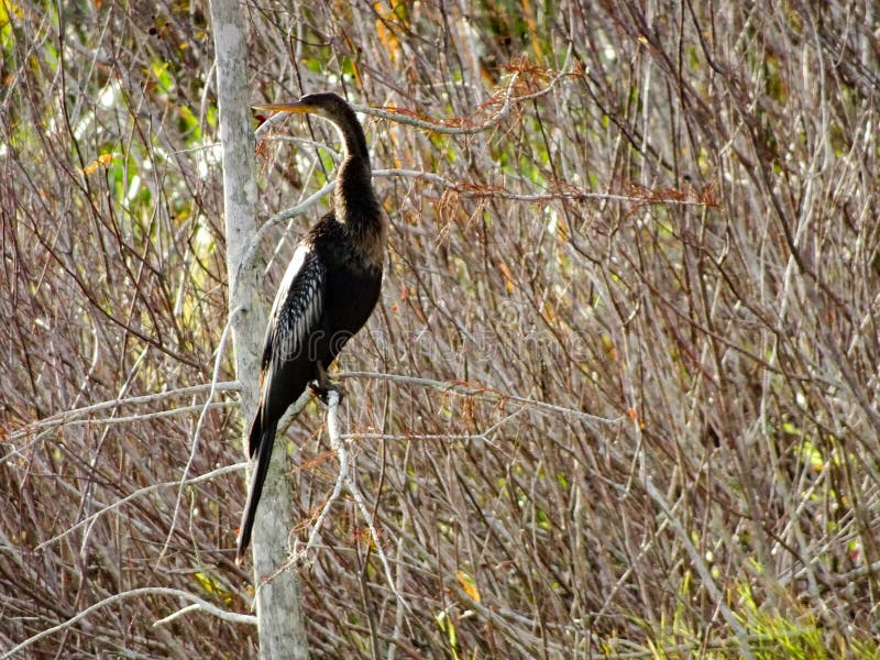 Bird hunting in the marsh stock image. Image of outdoors - 104100371