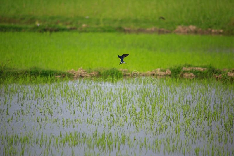 Bird is Hunting Over Rice Field Stock Image - Image of green, bird ...
