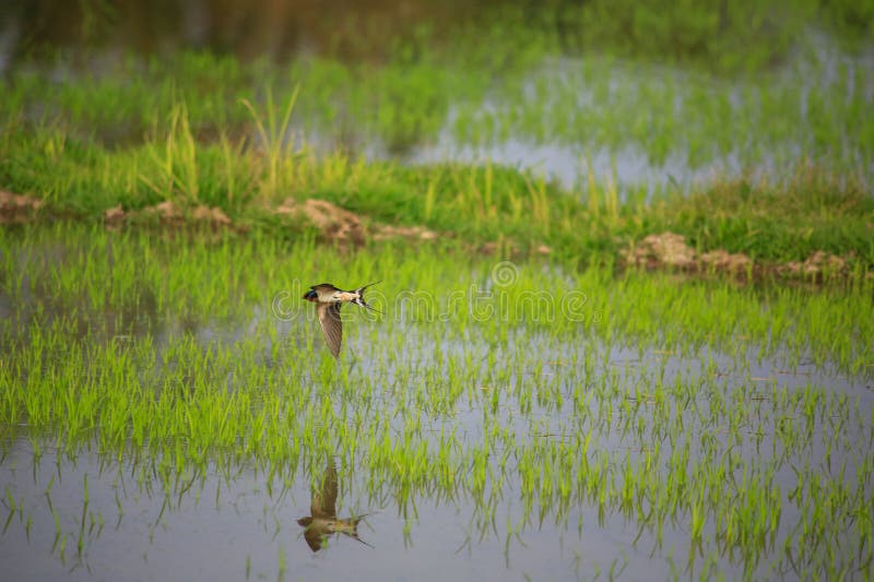 Bird is Hunting Over Rice Field Stock Photo - Image of nature, raptor ...