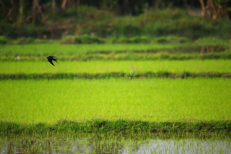 Bird is Hunting Over Rice Field Stock Image - Image of birdwatching ...