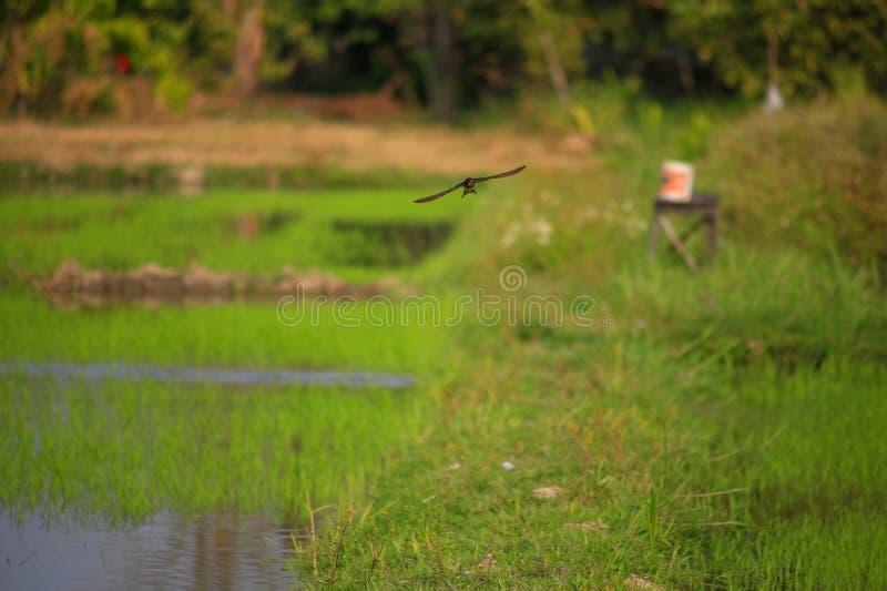 Bird is Hunting Over Rice Field Stock Photo - Image of prey ...