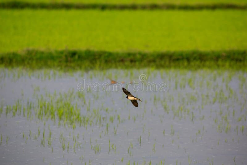 Bird is Hunting Over Rice Field Stock Image - Image of raptor, nature ...