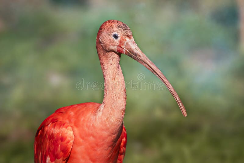 Bird, Ibis, Beak, Close Up stock image. Image of bird - 100576955